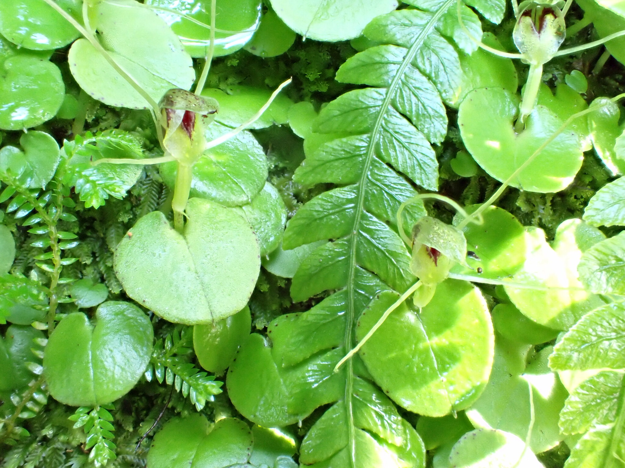 Corybas papa Molloy & Irwin