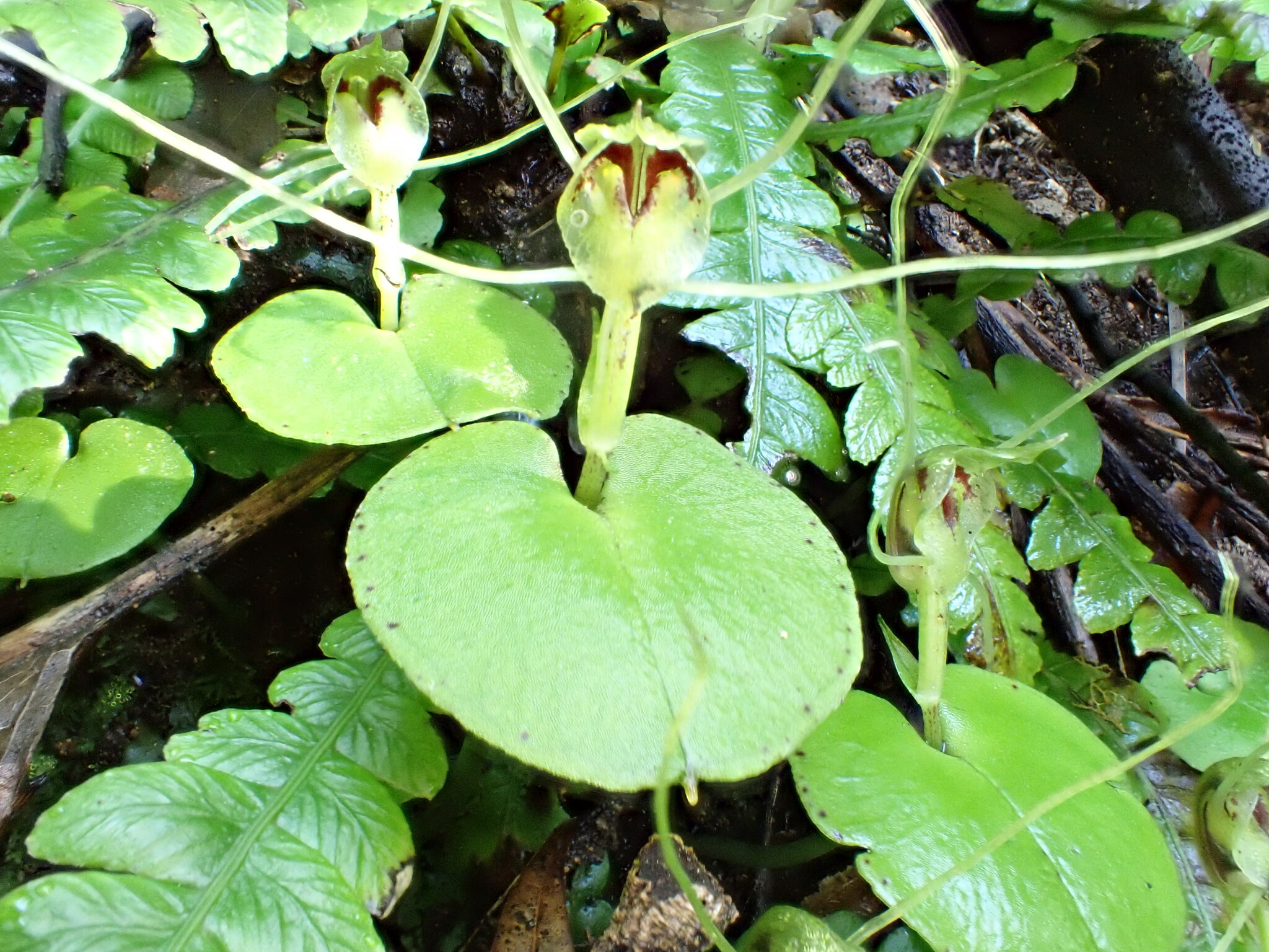 Corybas papa Molloy & Irwin