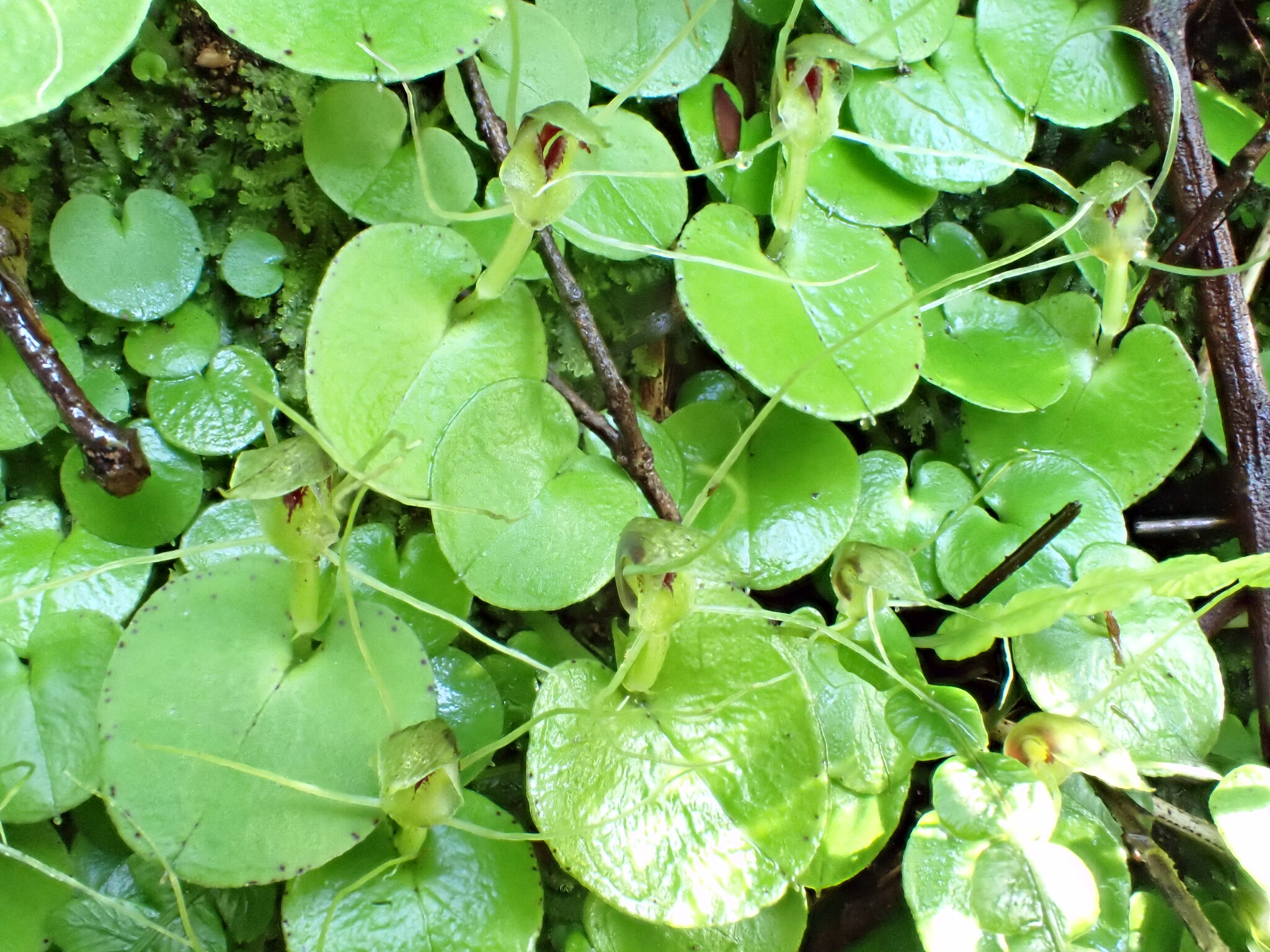 Corybas papa Molloy & Irwin