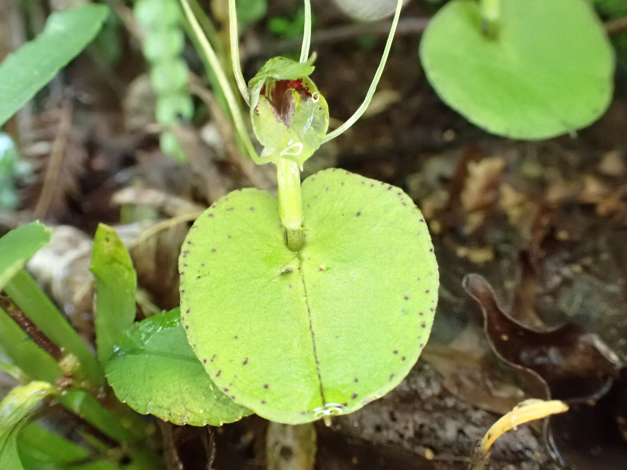 Corybas papa Molloy & Irwin
