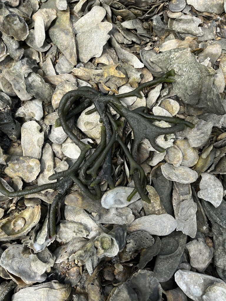 Dead Man's Fingers from North Atlantic Ocean, NC, US on August 22, 2022 ...