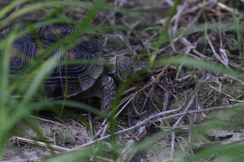 Texas Tortoise in August 2022 by Michael Orgill · iNaturalist