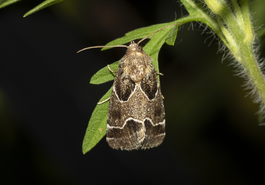 Ragweed Flower Moth from Champaign County, OH, USA on August 20, 2022 ...