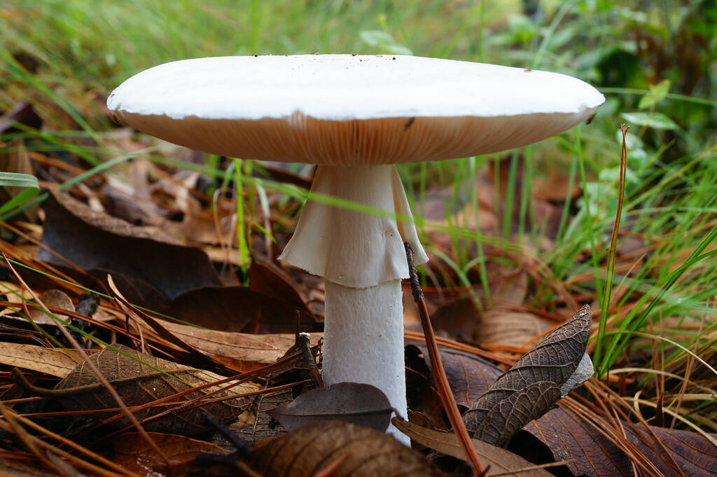 Fool's Mushroom from Bosque La Primavera, Jal., México on August 13 ...