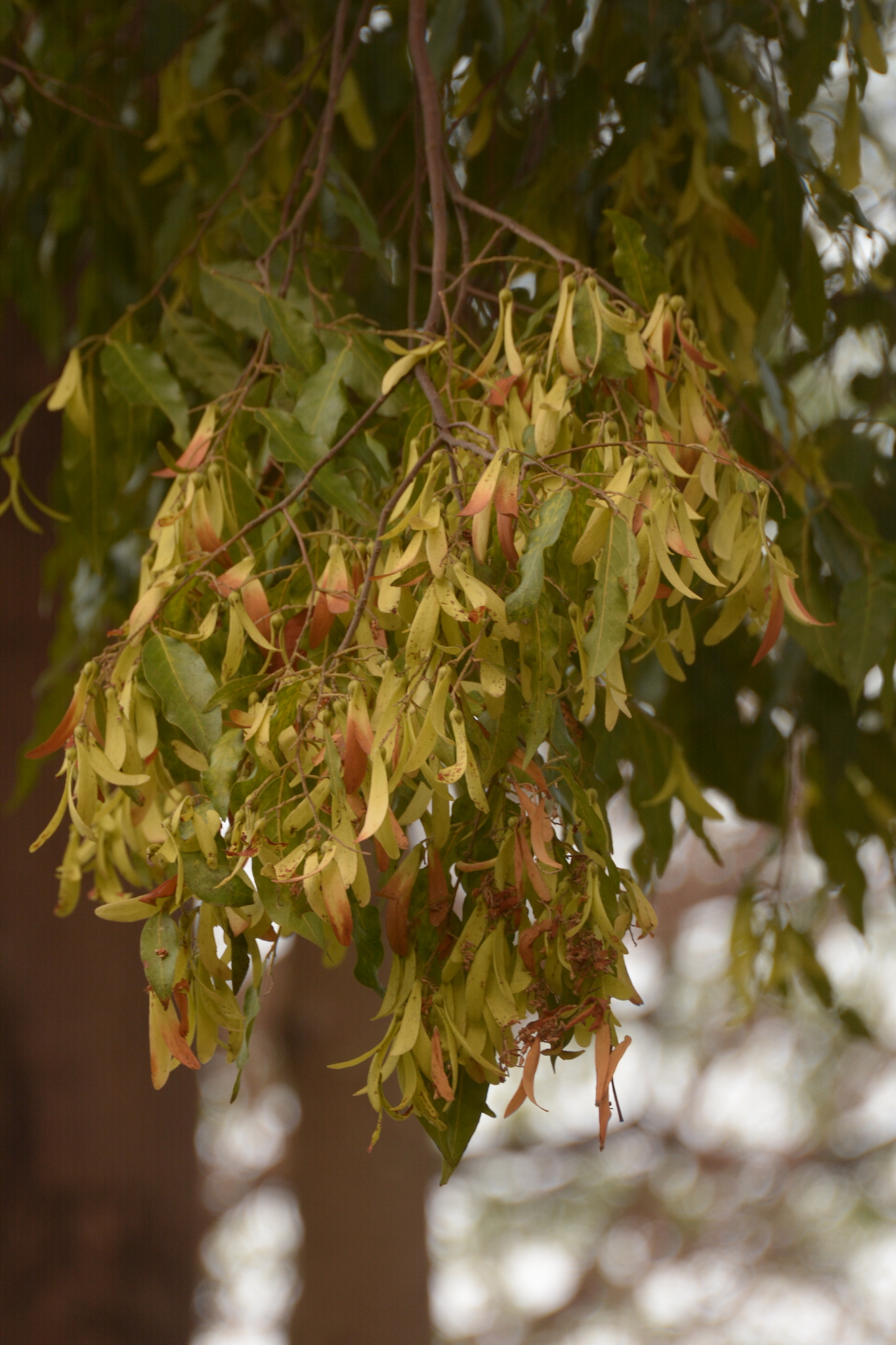 Hopea Roxb.