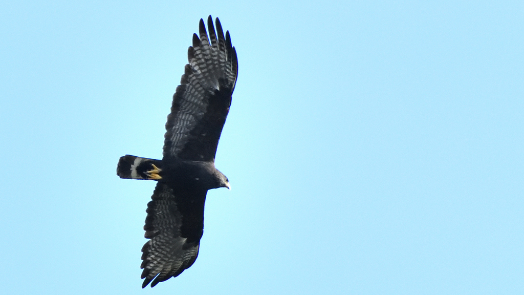 Zone-tailed Hawk from Bustamante, Nuevo León, Mexico on August 21, 2022 ...