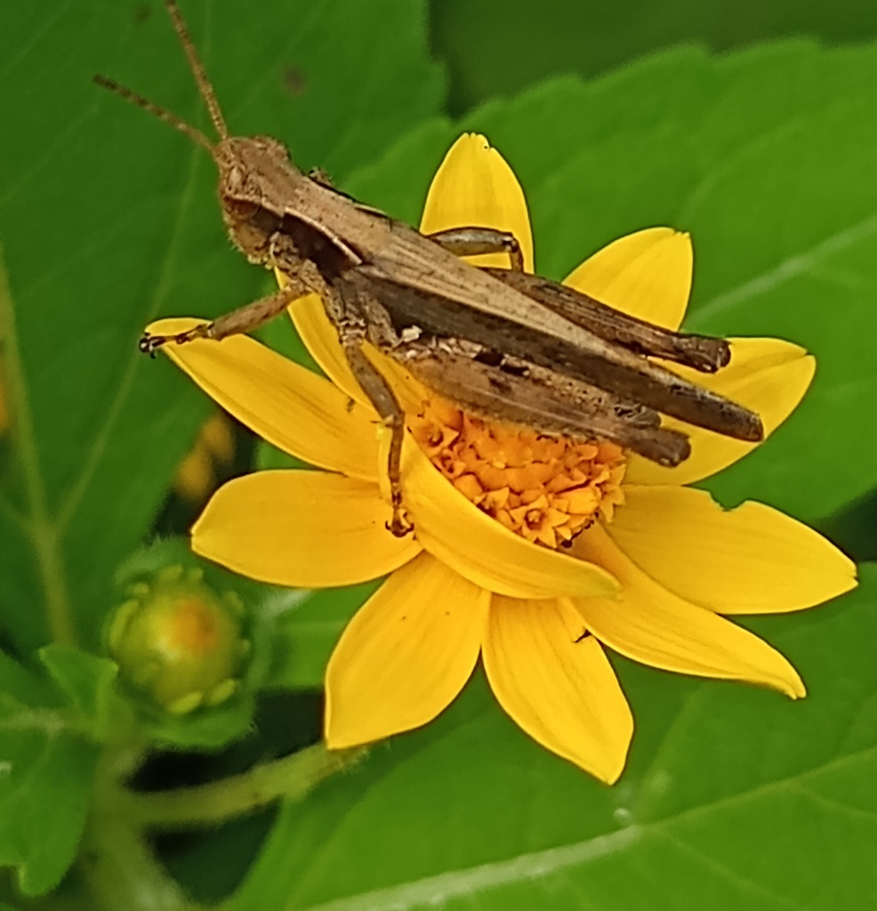 Orphulella punctata from Marcala, Honduras on July 30, 2022 at 07:43 AM by Eric van den Berghe ...