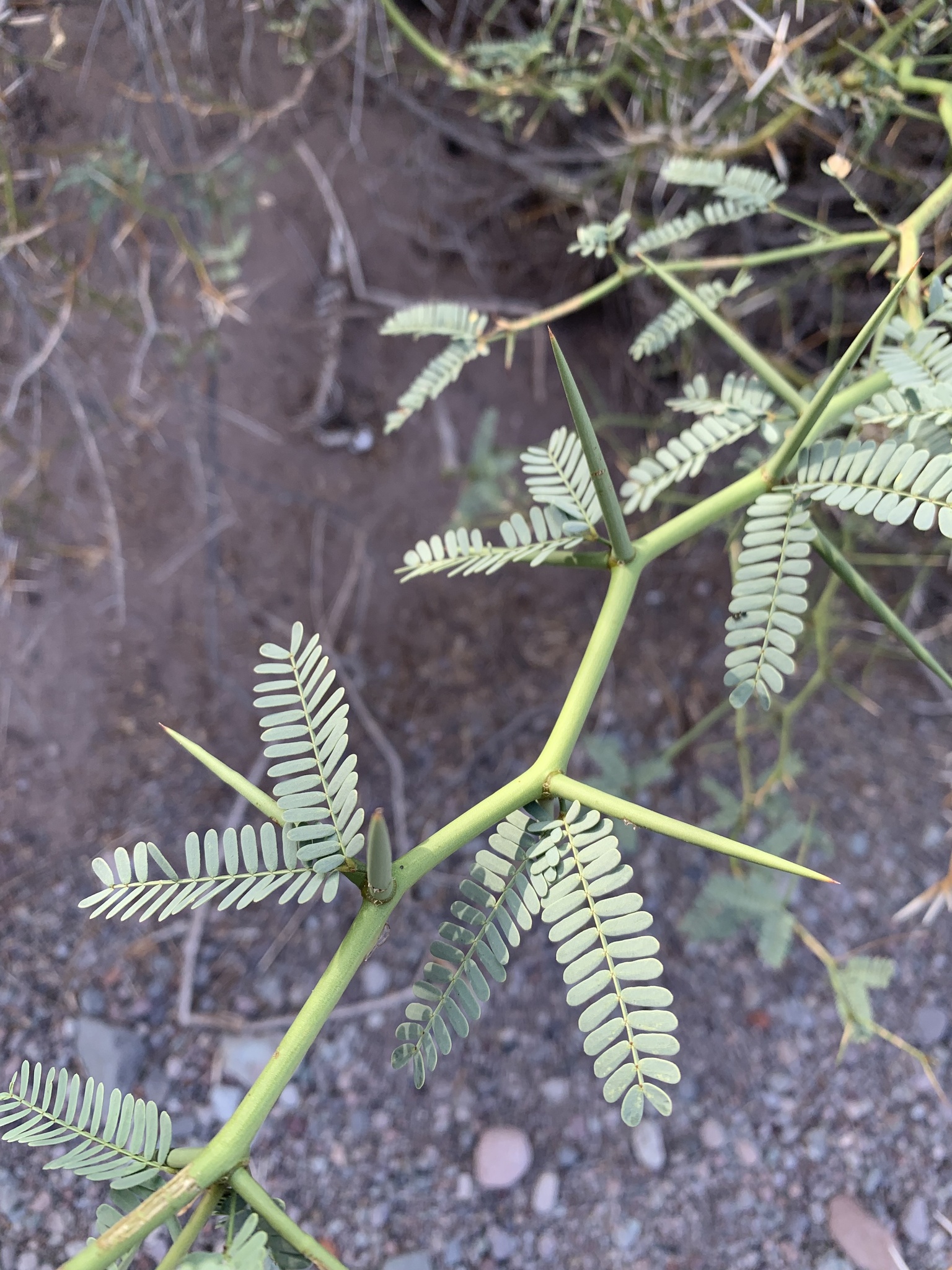 Prosopis articulata S.Watson
