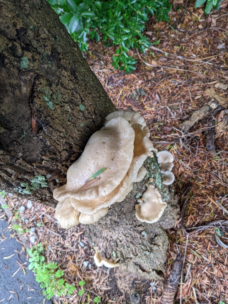 Oyster Mushrooms from Back of Massey, Massey University, Palmerston ...