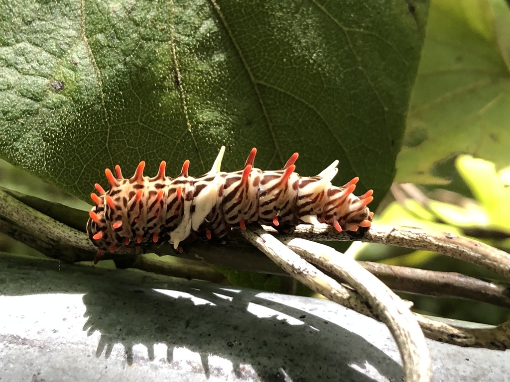 Common Windmill from 雪霸國家公園, 和平區, TW on August 14, 2022 at 09:25 AM by ...