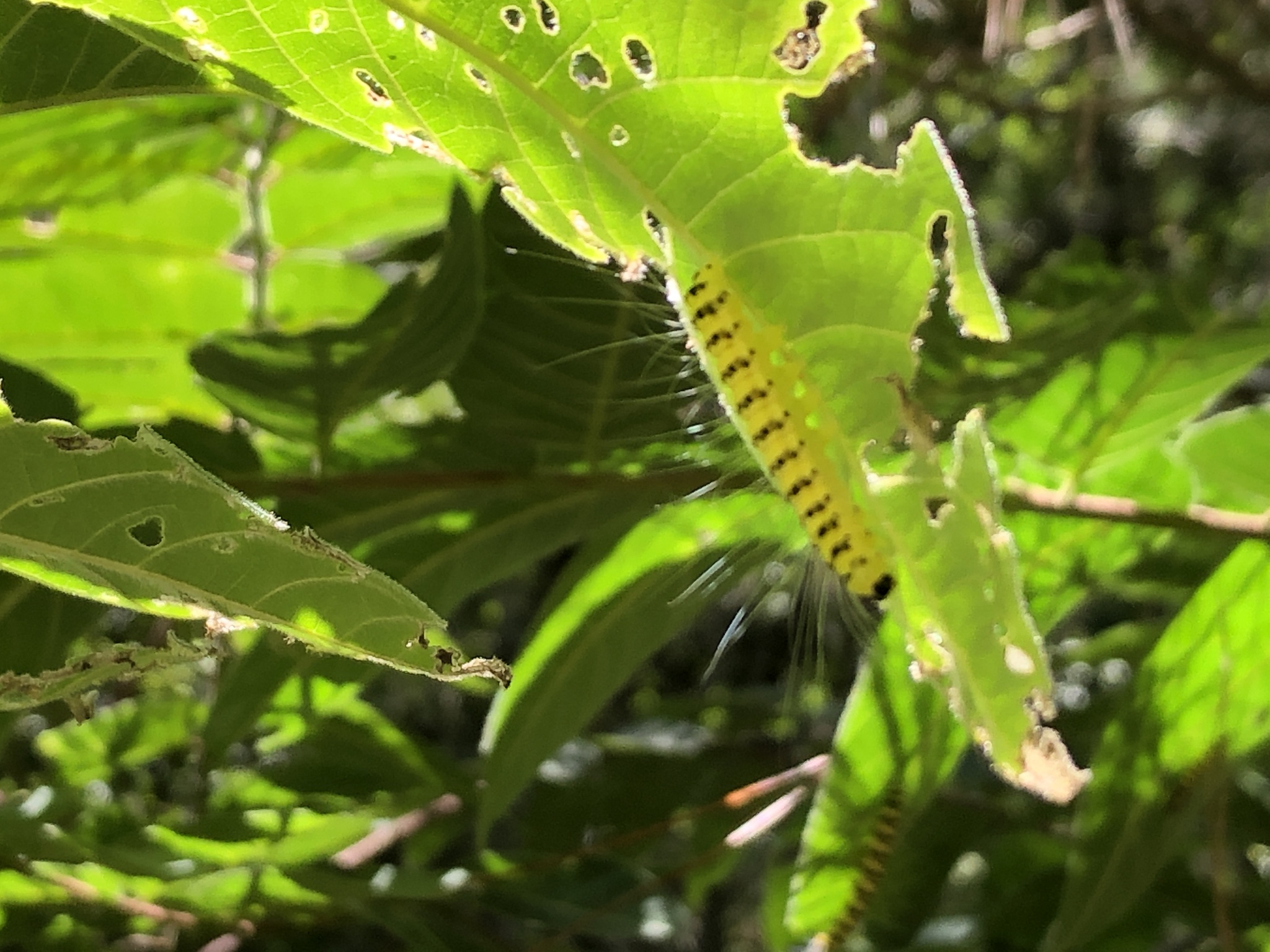Eligma narcissus (Cramer, 1775)