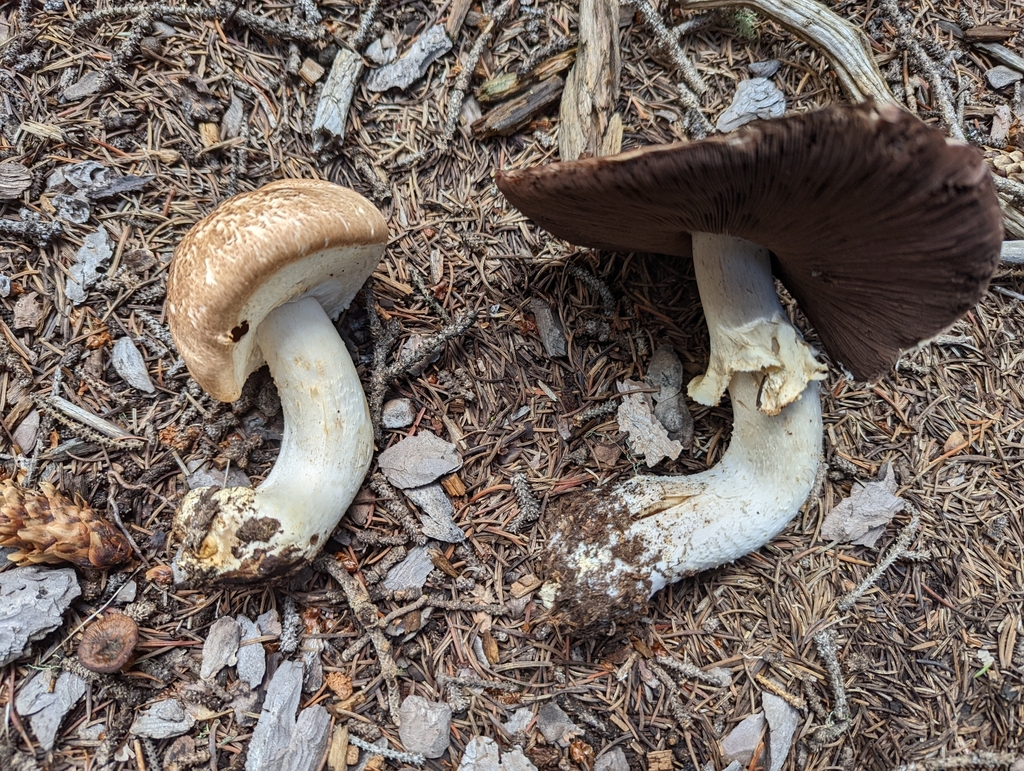 The Emperor (Mushrooms and fungi of the USA pt. 3) · iNaturalist