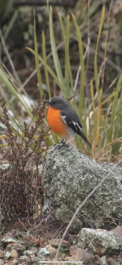 Flame Robin from Berridale, NSW, AU on August 23, 2022 at 11:20 AM by ...