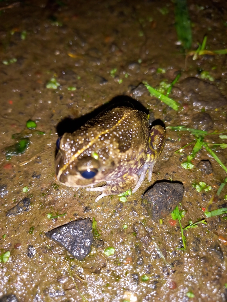 Trilling Frogs from Westmere VIC 3351, Australia on August 23, 2022 at ...