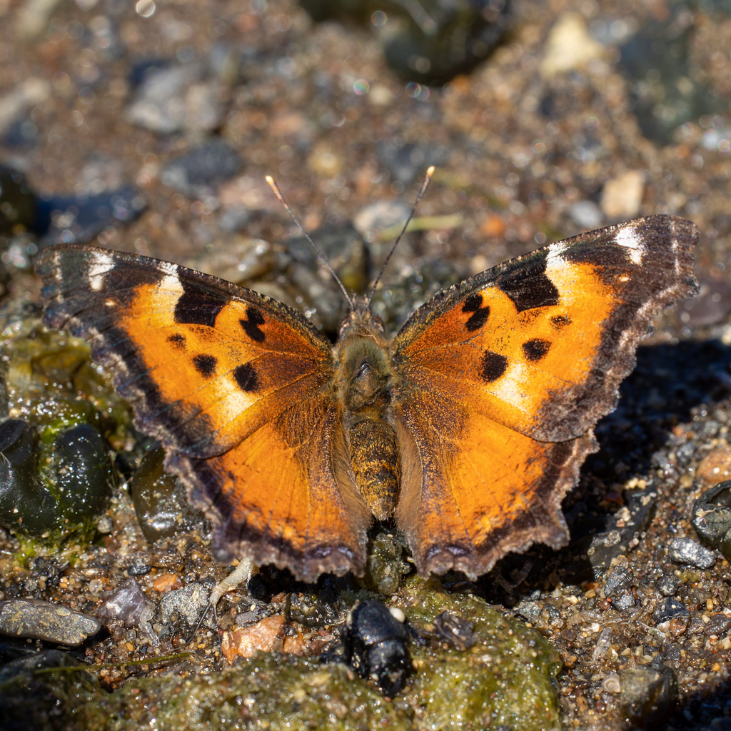 California Tortoiseshell from Paulina Lake, Deschutes County, OR, USA ...