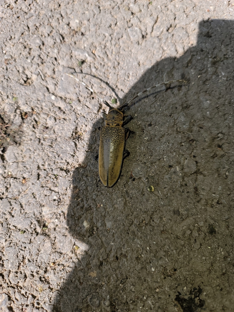 Apriona from 万仙山 on August 23, 2022 at 09:38 AM by Yicen He · iNaturalist