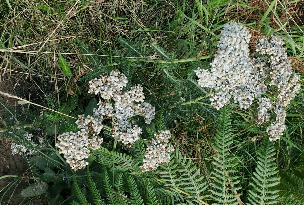 common yarrow from Tyne and Wear, UK on August 21, 2022 at 02:56 PM by ...