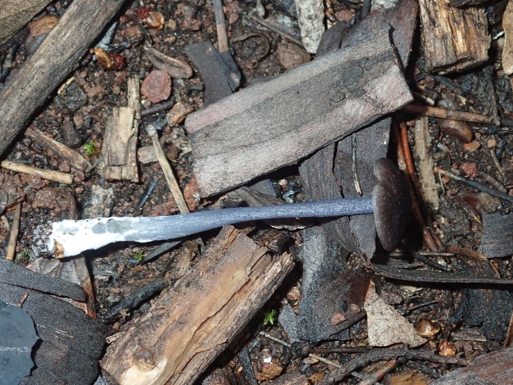 Cyanula from Clifton, AZ 85533, USA on August 21, 2022 at 03:47 PM by ...