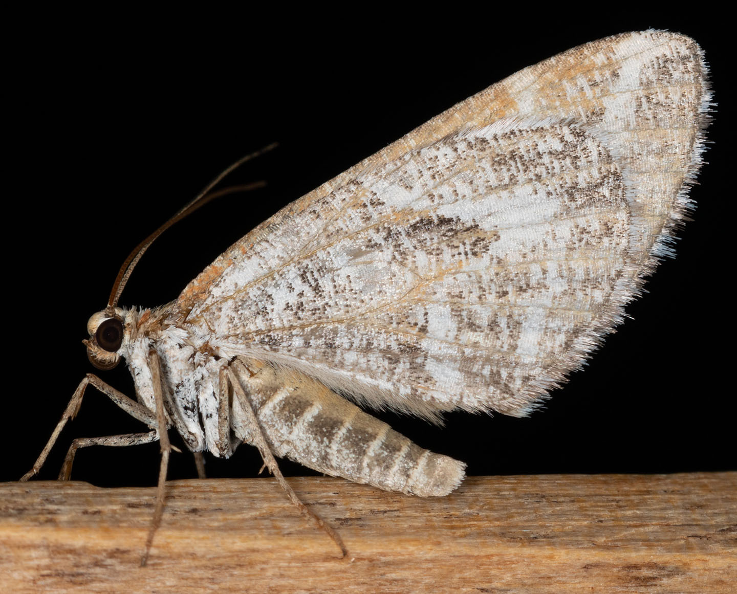 Stamnodes marmorata (Packard, 1871)