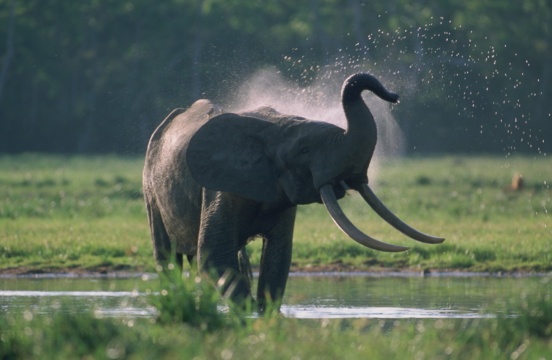 Forest Elephant in January 2014 by Roger Le Guen · iNaturalist