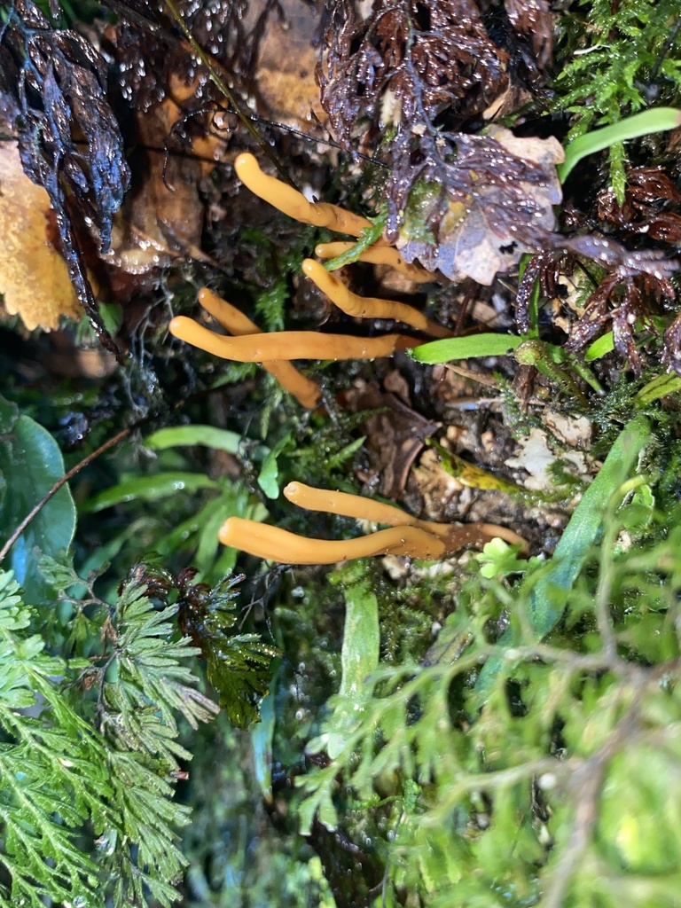 Microglossum from East Harbour Regional Park, Lower Hutt, Wellington ...