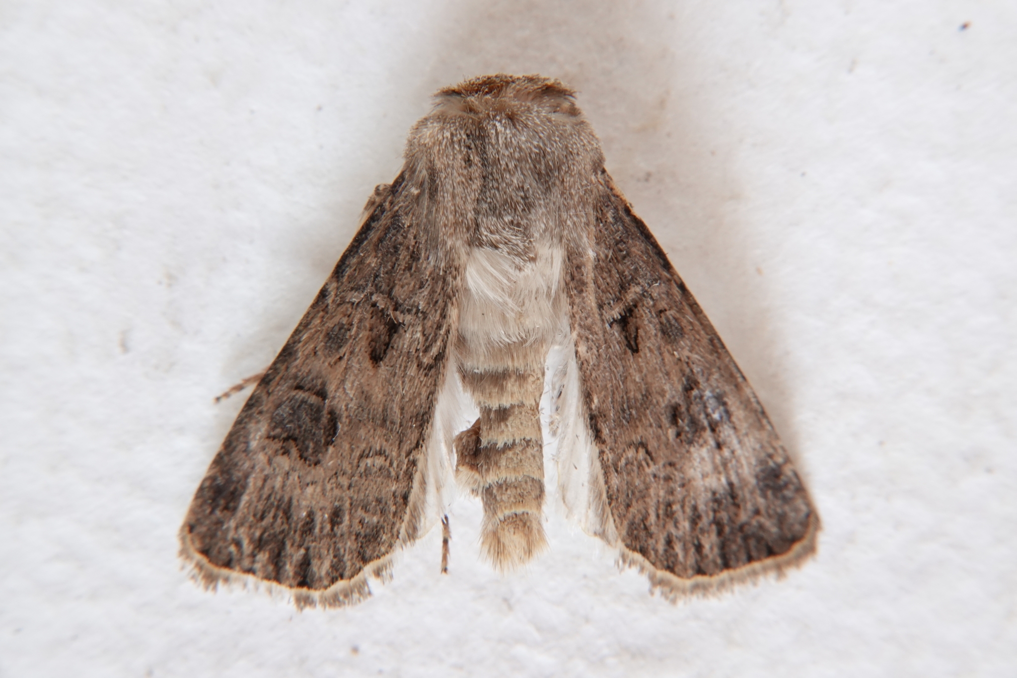 Agrotis bigramma (Esper)