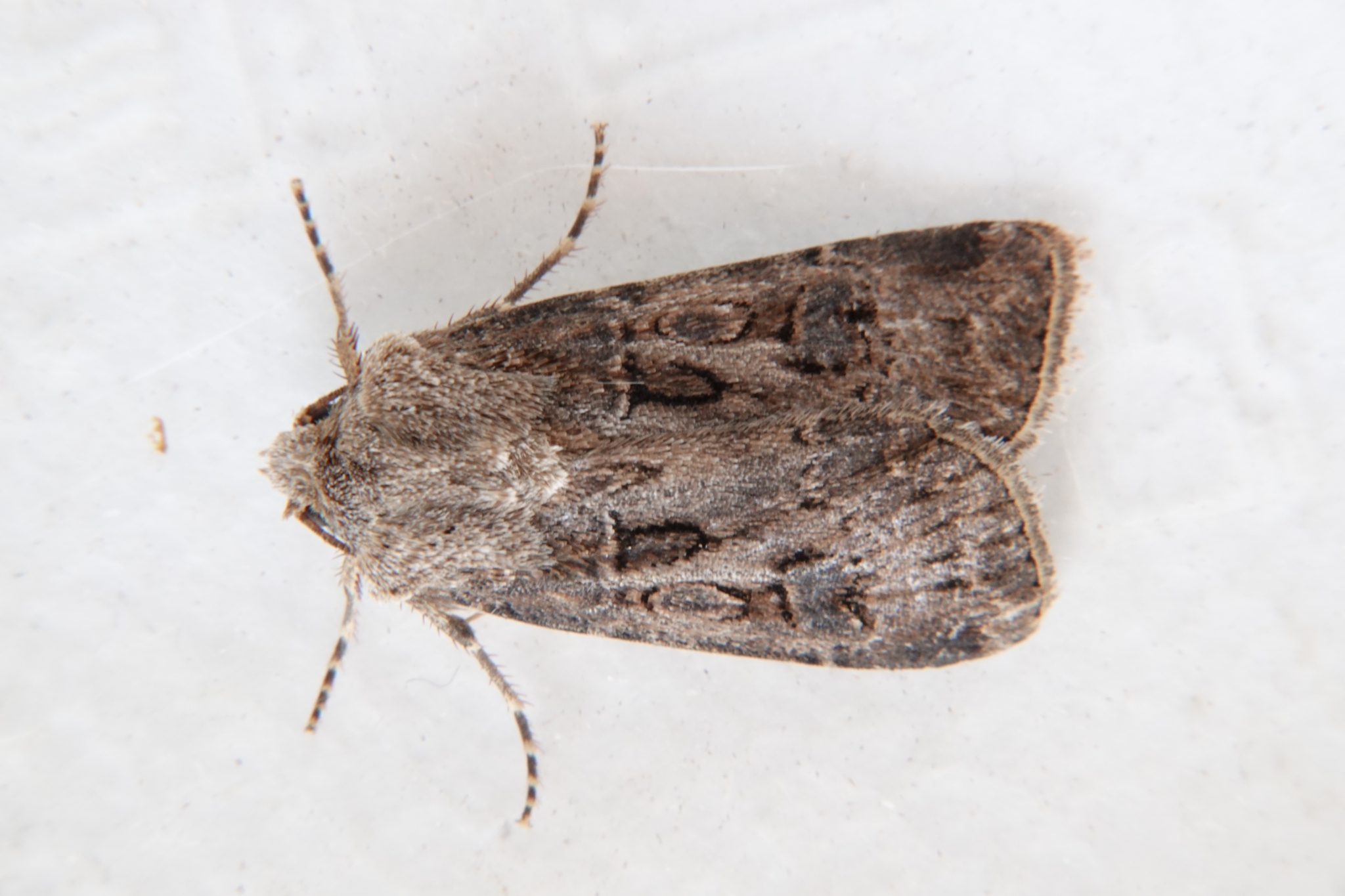 Agrotis bigramma (Esper)
