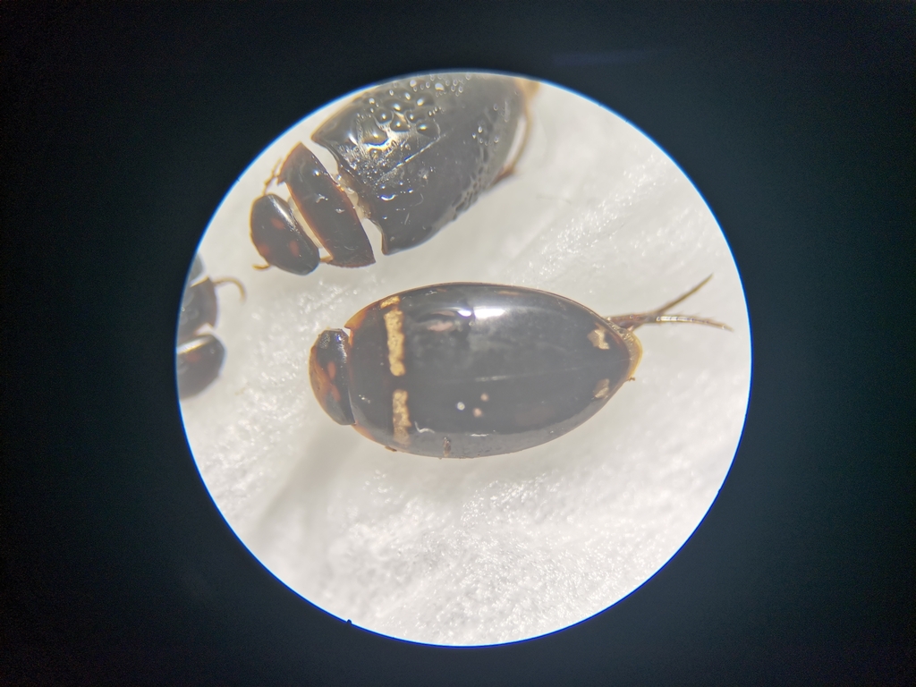 Platynectes rihai from 紫金山 on February 28, 2022 at 10:45 PM by nana7mi ...