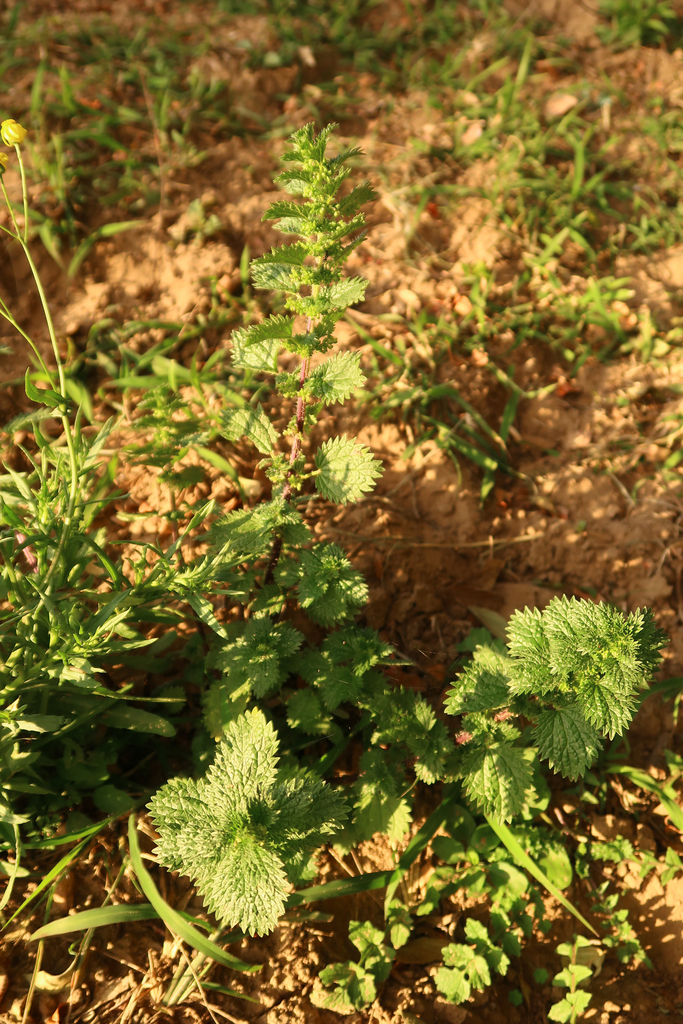 Dwarf Nettle from Riverbend, Queensland, Australia on August 21, 2022 ...