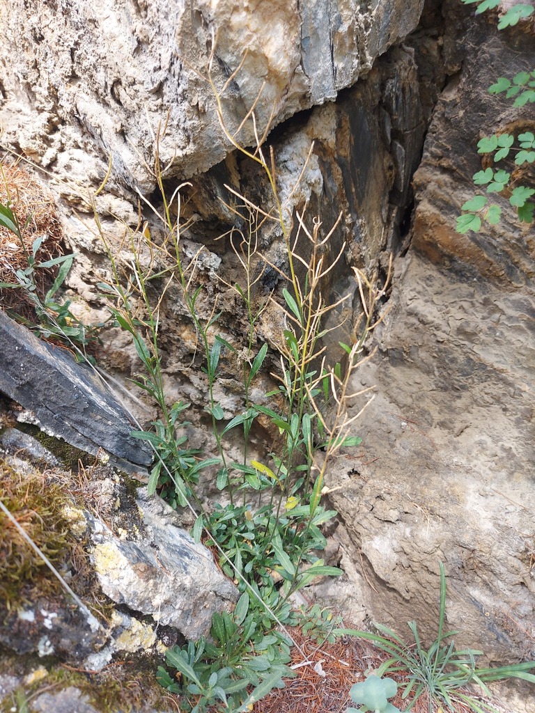 Low Braya from Okinskiy rayon, Buryat, Russia on August 10, 2022 at 12: ...