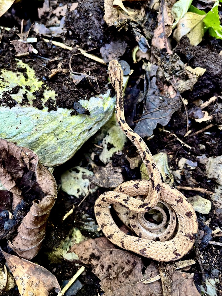 Formosan Slug Snake from 三地門鄉, TW on August 23, 2022 at 11:05 AM by ...
