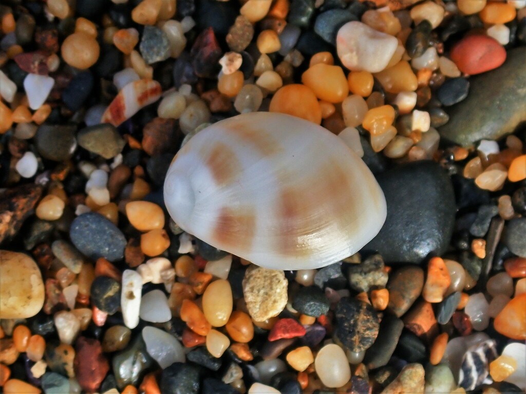 Mammilla melanostoma from Sandon NSW 2463, Australia on August 22, 2022 ...