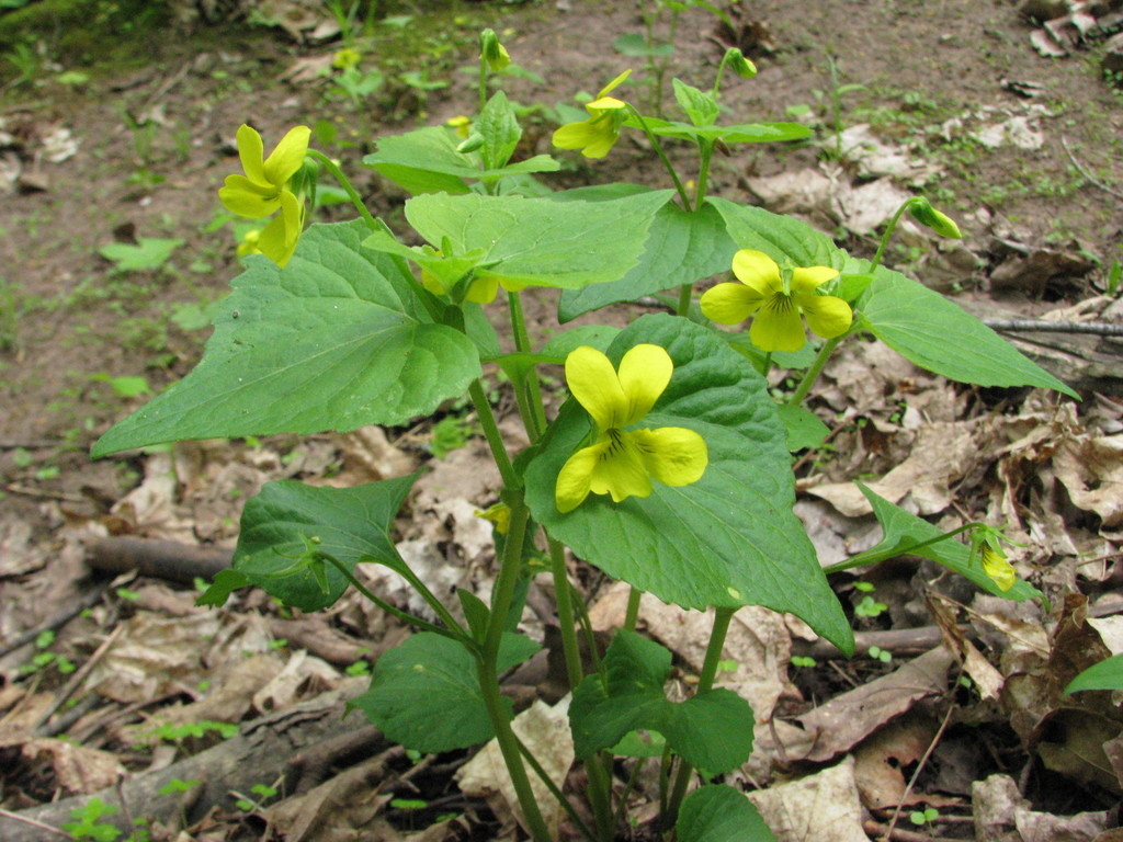 Smooth yellow violet (Plants of Overton Park's Old Forest, Memphis, TN ...