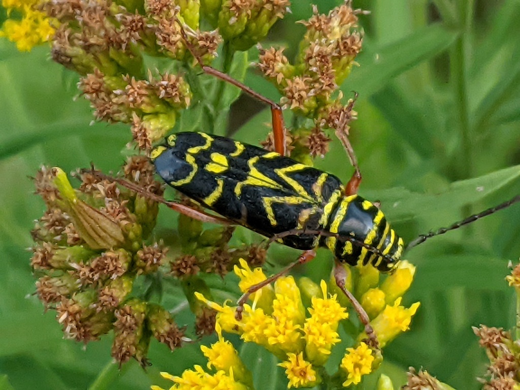 Locust Borer from Allen, Indiana, United States on August 22, 2022 at ...