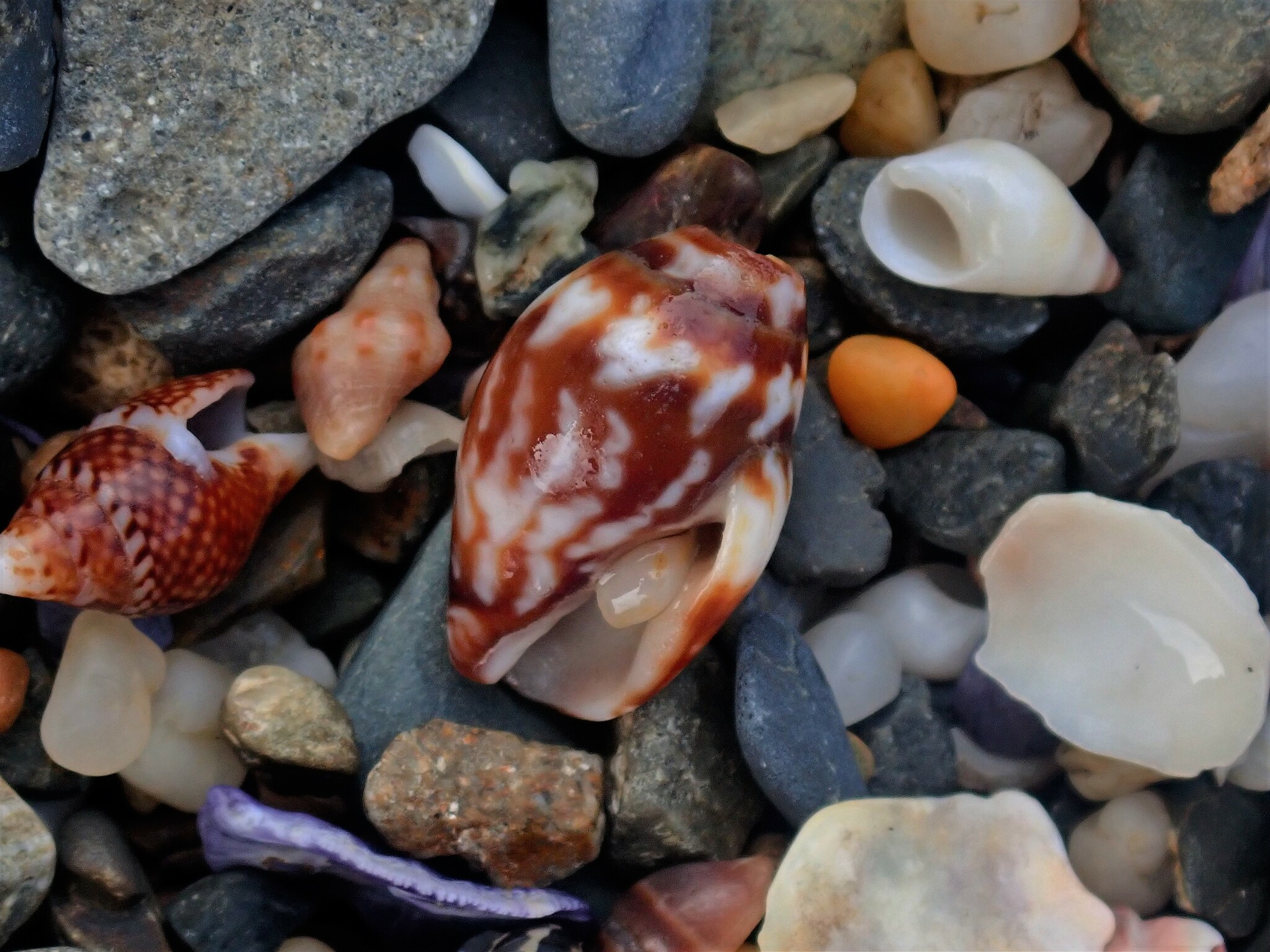 Strigatella litterata (Lamarck, 1811)