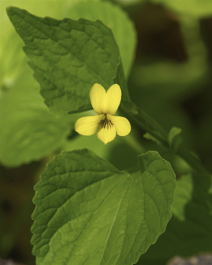Smooth yellow violet (Plants of Overton Park's Old Forest, Memphis, TN ...