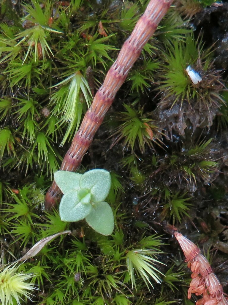 Campylopus clavatus from Morialta Deep View Lookout, Adelaide SA ...