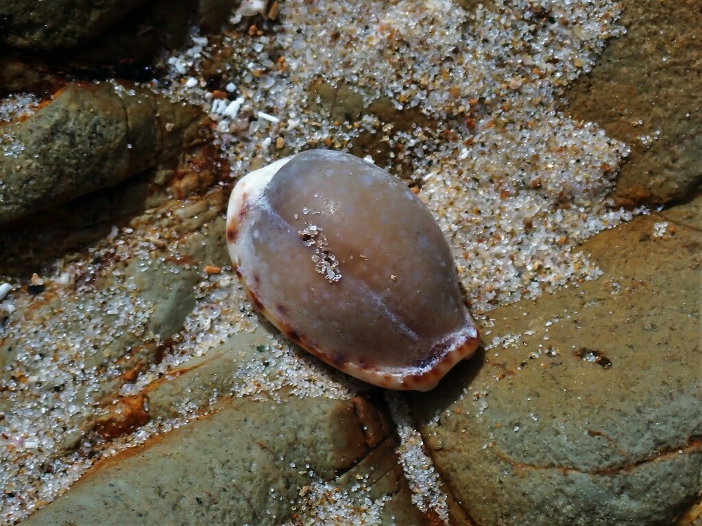 lined-lip cowrie from Sandon NSW 2463, Australia on August 22, 2022 at ...