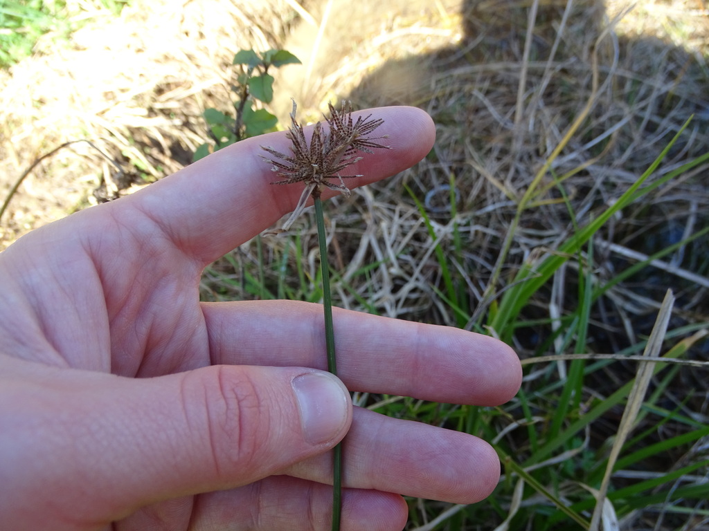Purple Umbrella Sedge from Pāuatahanui, New Zealand on August 23, 2022 ...