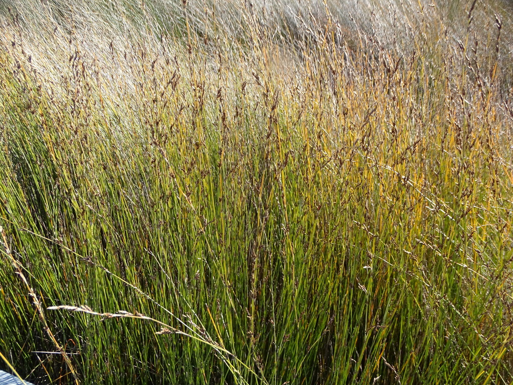 Jointed rush from Pāuatahanui, New Zealand on August 23, 2022 at 10:49 ...