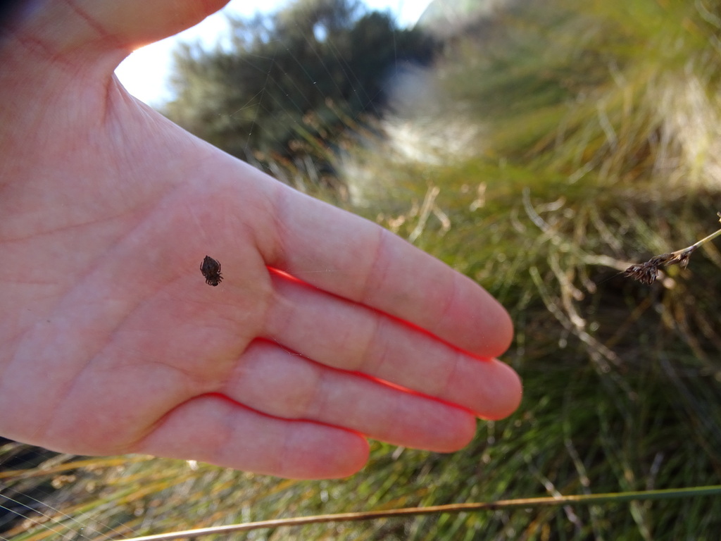 Knobbled Orbweaver from Pāuatahanui, New Zealand on August 23, 2022 at ...