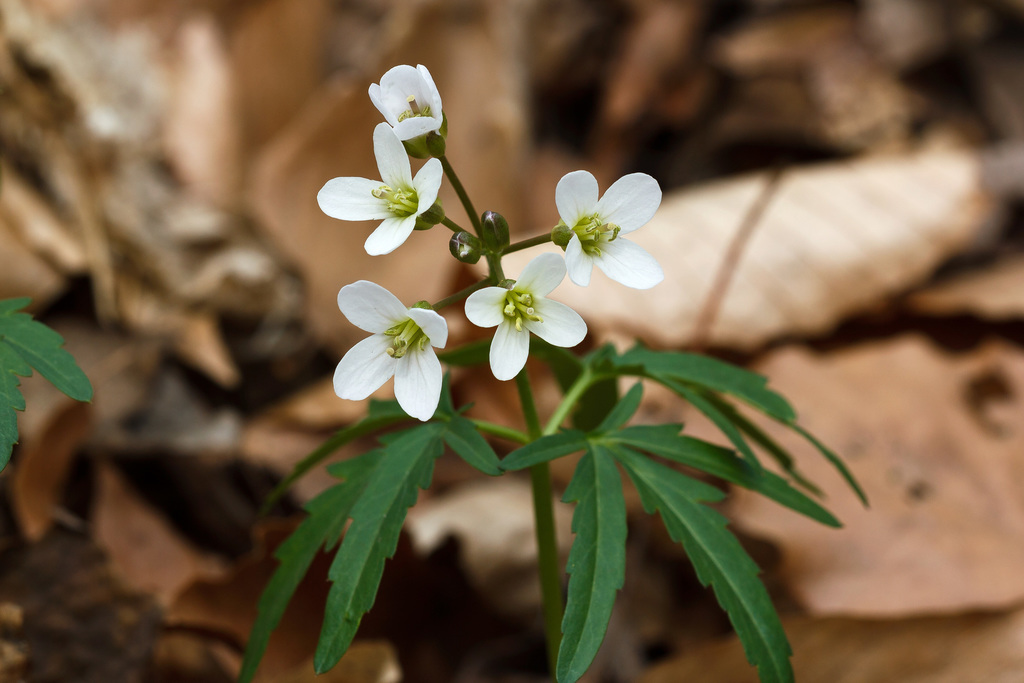 Cutleaf Toothwort (Vascular Plants of Lost Cove Farm) · iNaturalist