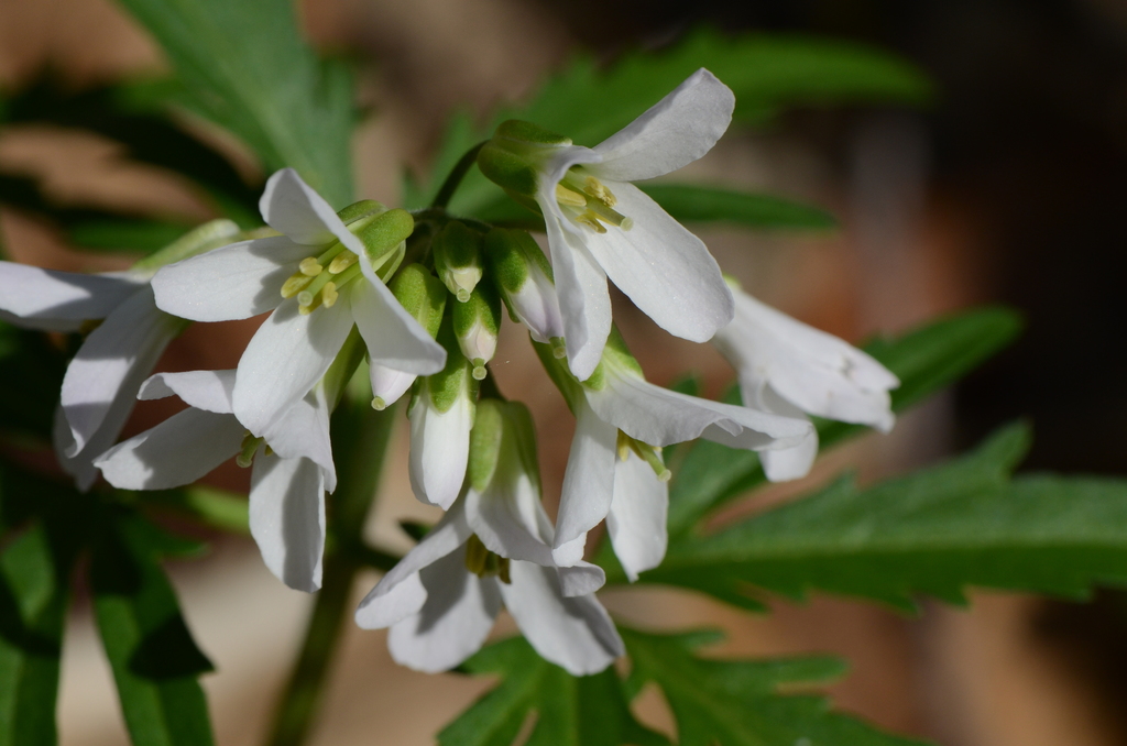Cutleaf Toothwort (Vascular Plants of Lost Cove Farm) · iNaturalist