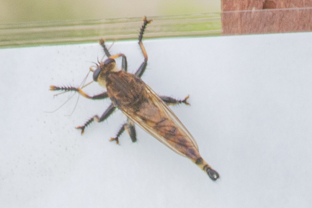Red-footed Cannibal Fly from Chippokes State Park, Surry County VA, USA ...