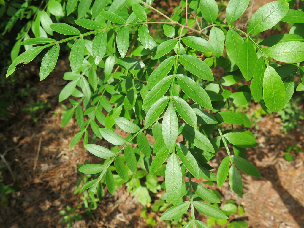 shining sumac from lake rim park on August 09, 2015 by bonnieeamick ...
