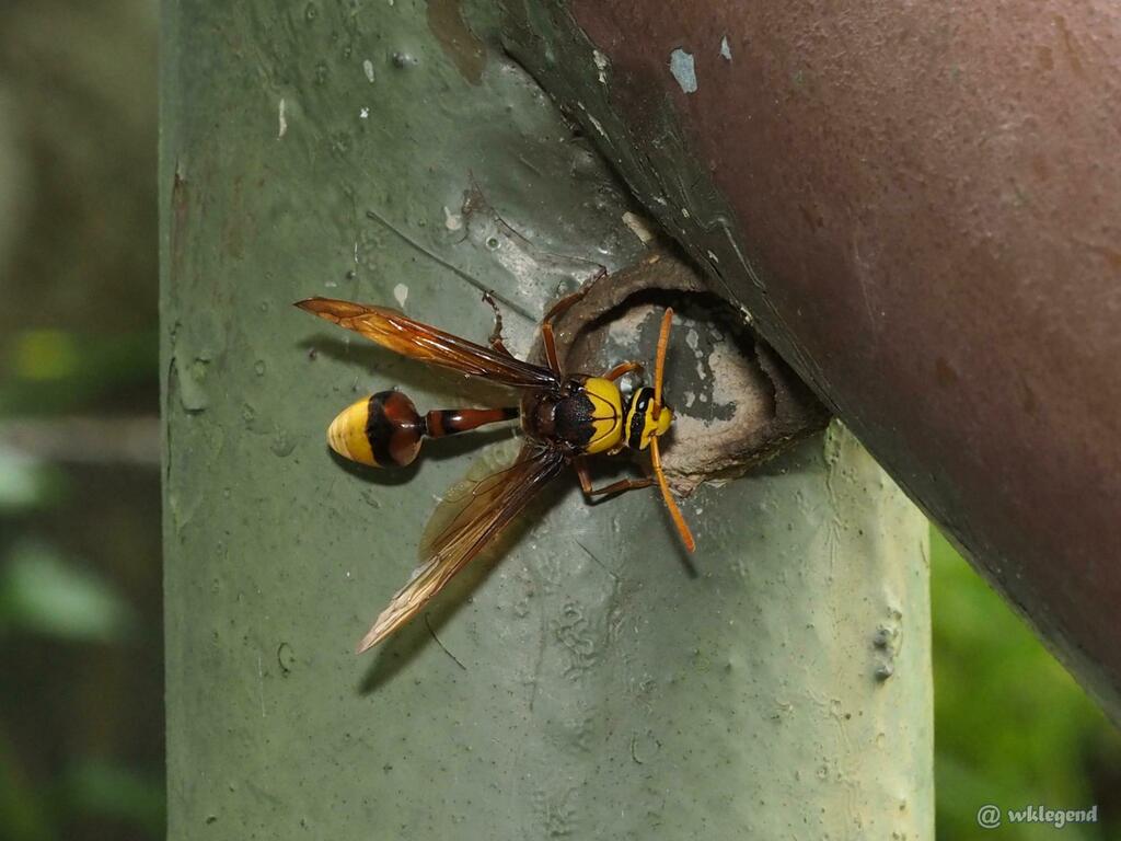 Delta pyriforme from Sai Kung, HK on August 22, 2022 by wklegend ...