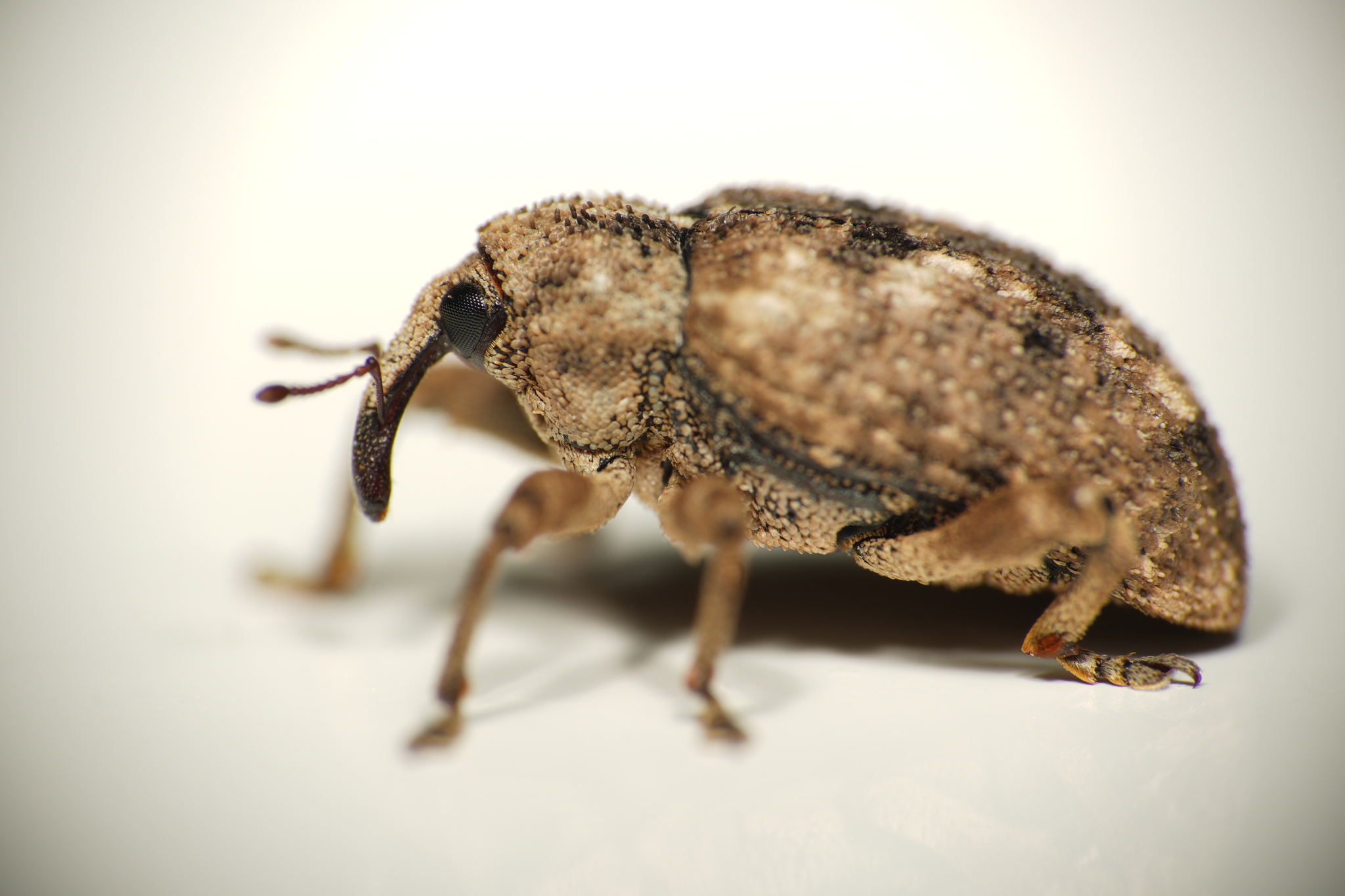 Sternochetus mangiferae (J.C.Fabricius, 1775)