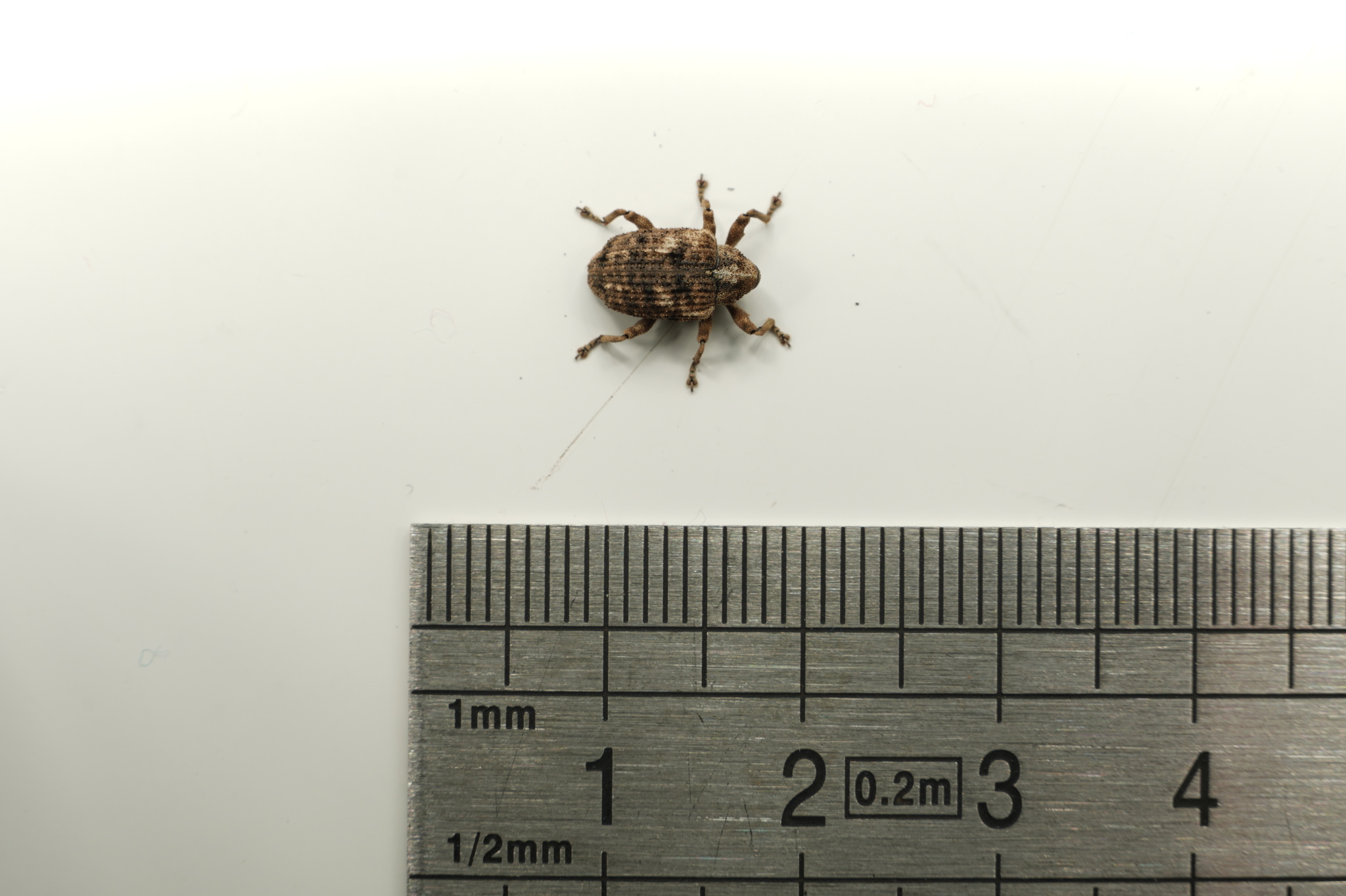 Sternochetus mangiferae (J.C.Fabricius, 1775)