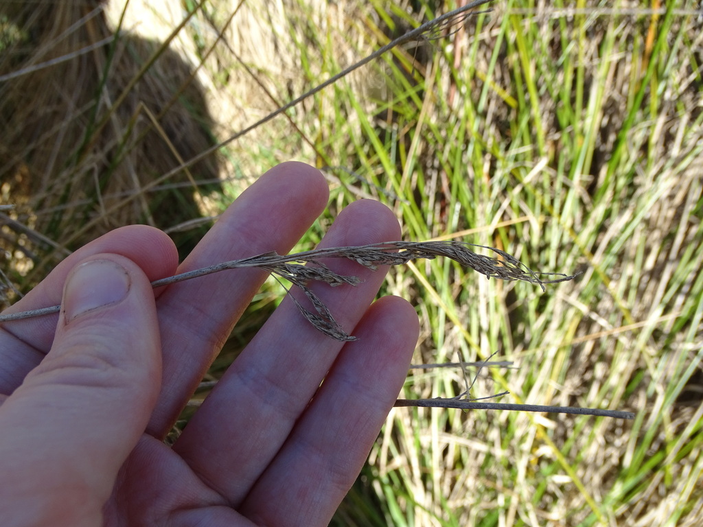 rushes from Pāuatahanui, New Zealand on August 23, 2022 at 12:59 PM by ...