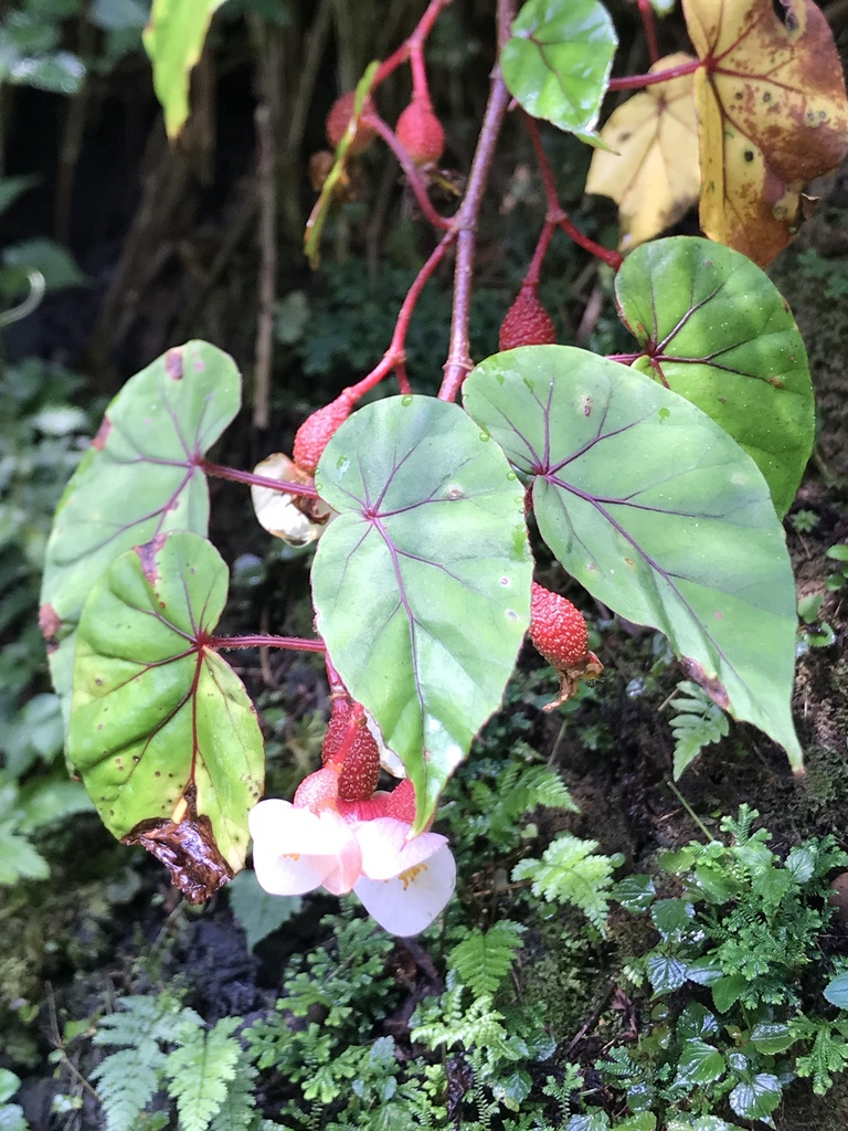 (Begonia meyeri-johannis) - Botanical Realm